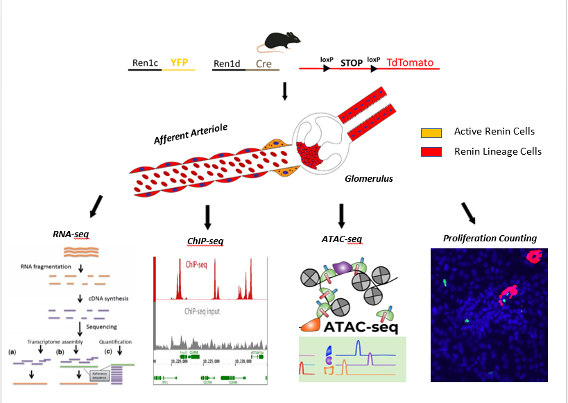 Epigenetic and Proliferative Mechanisms of Renin Cell Plasticity ...