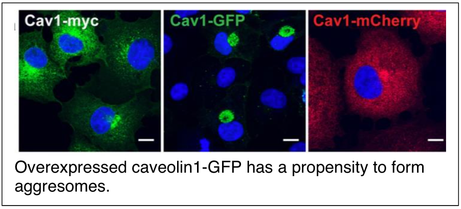 Assembly of functional caveolae - Dr. Anne Kenworthy Lab