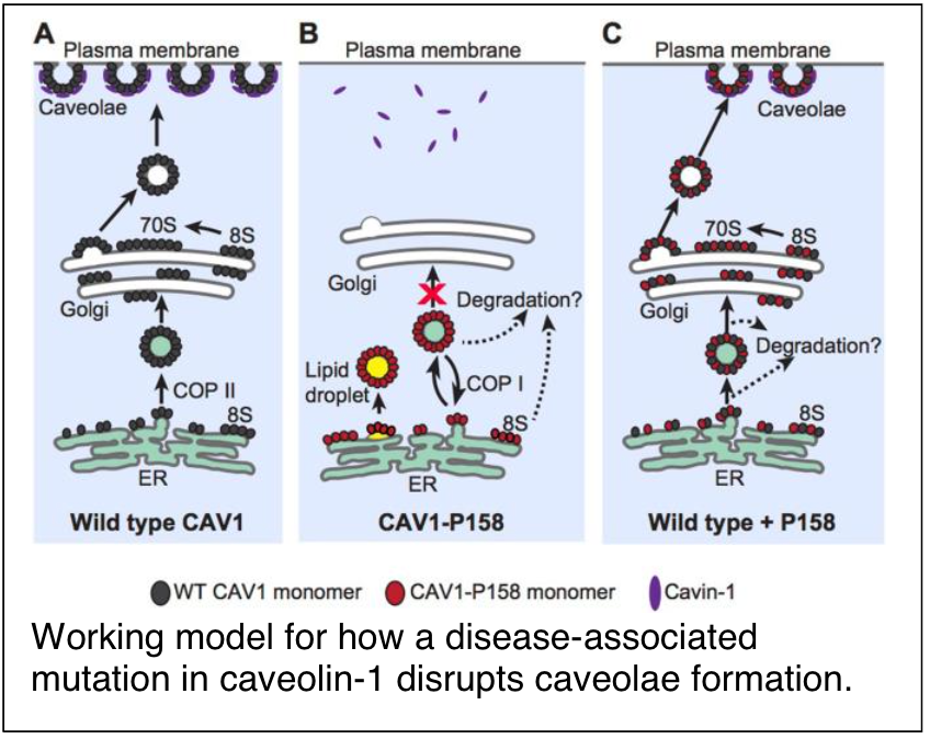Assembly of functional caveolae - Dr. Anne Kenworthy Lab