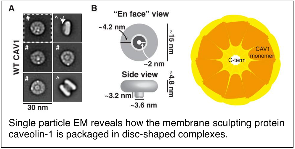 Assembly of functional caveolae - Dr. Anne Kenworthy Lab