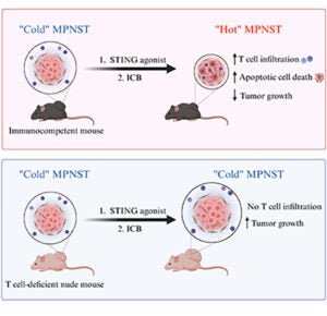 Dr. Nipunika Somatilaka publishes her manuscript reporting on STING/ICB for MPNST in the Journal ...