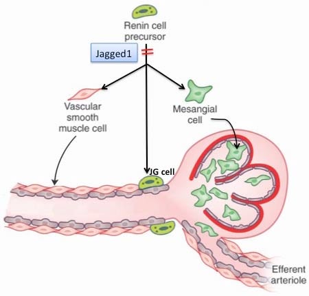 Jagged1 and kidney vascular development - Pediatric Center of Excellence