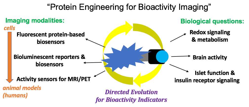 Research - Sheynkman Lab Research - Sheynkman Lab