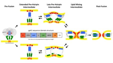Virus Fusion - Tamm Lab