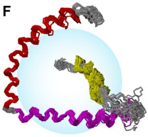 Presynaptic Fusion - Tamm Lab